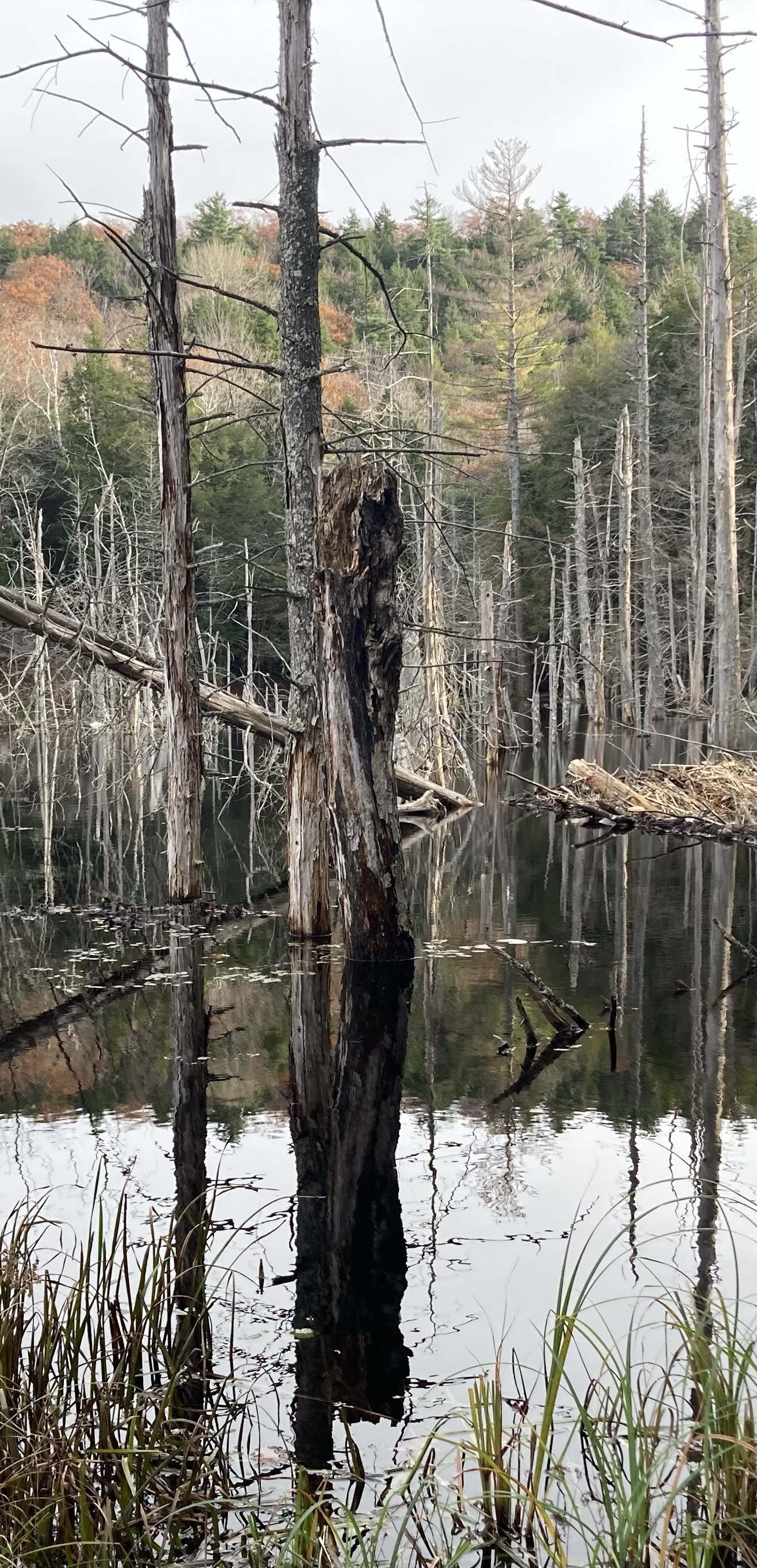 Best dam, beavers | Island and North Country Life