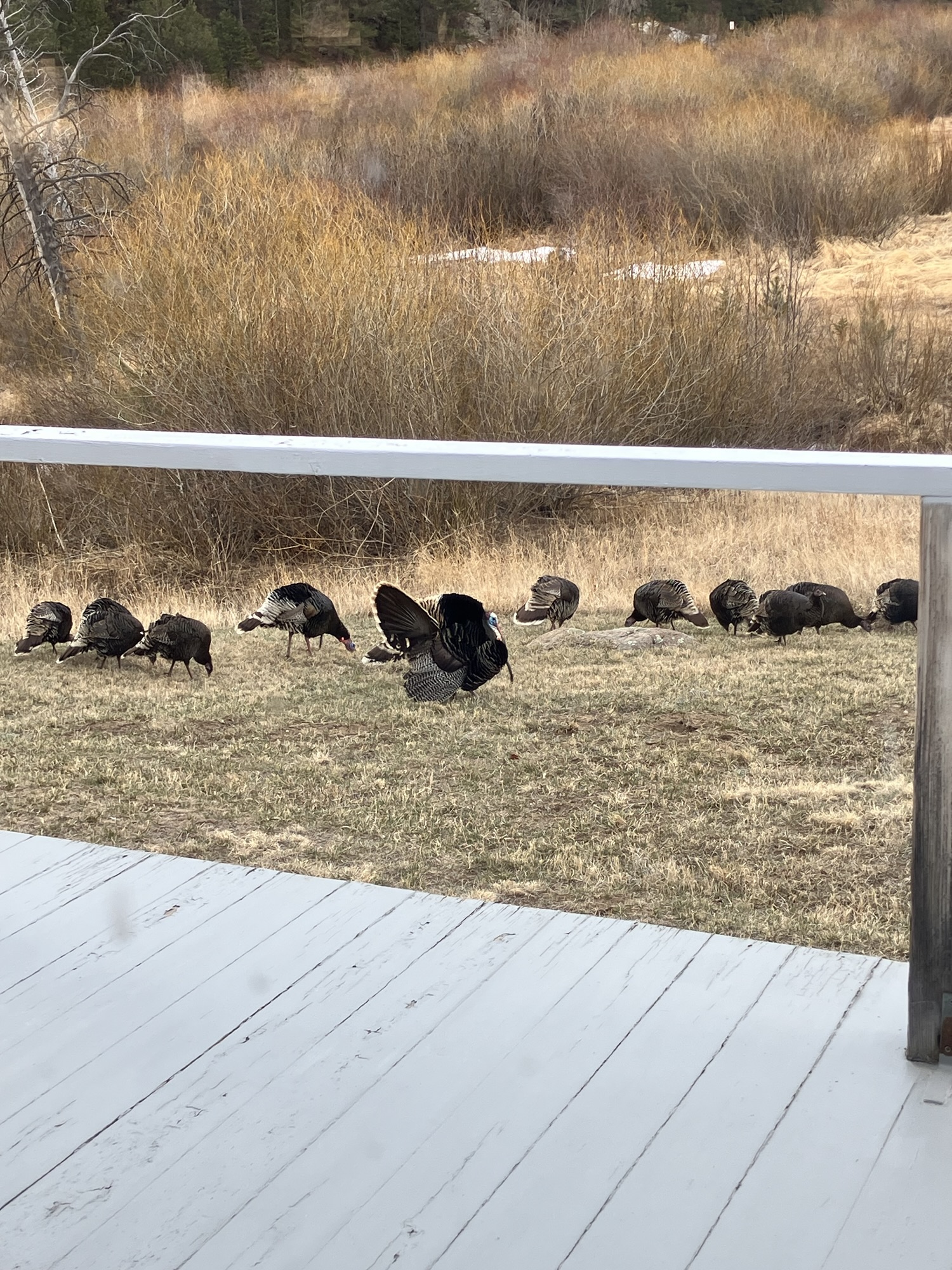 Island and North Country Life | With fiber, felines and fotos